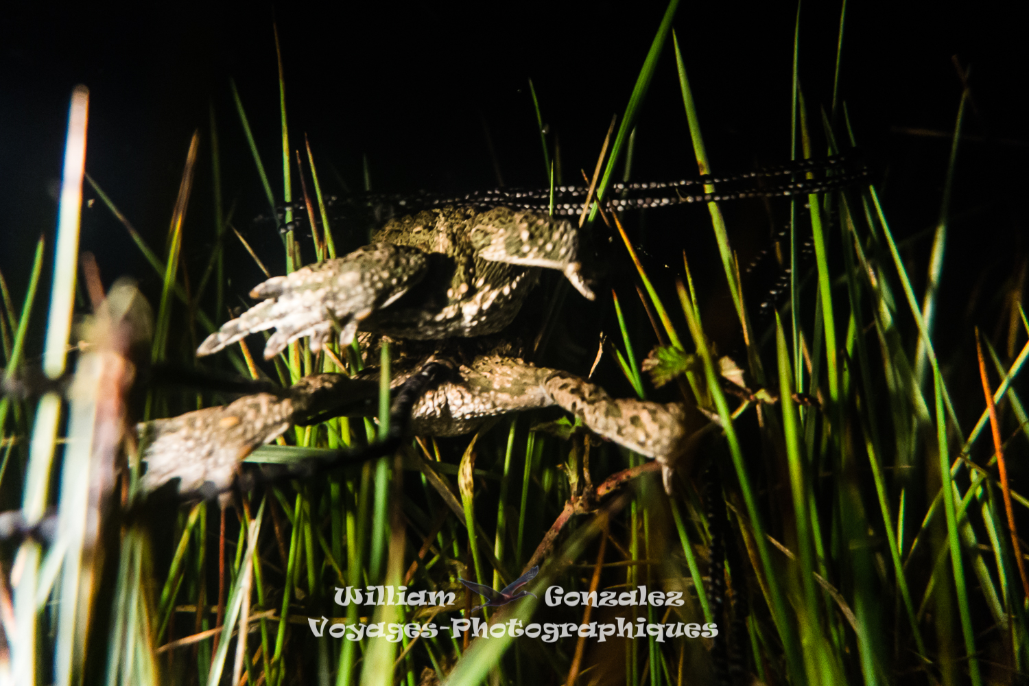 voyages-photographiques.fr crapaud calamite en garrigue Hérault