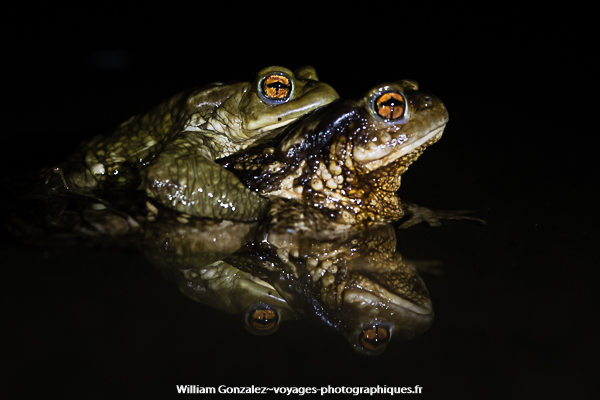 Crapaud épineux mares temporaires en garrigue héraultaise.